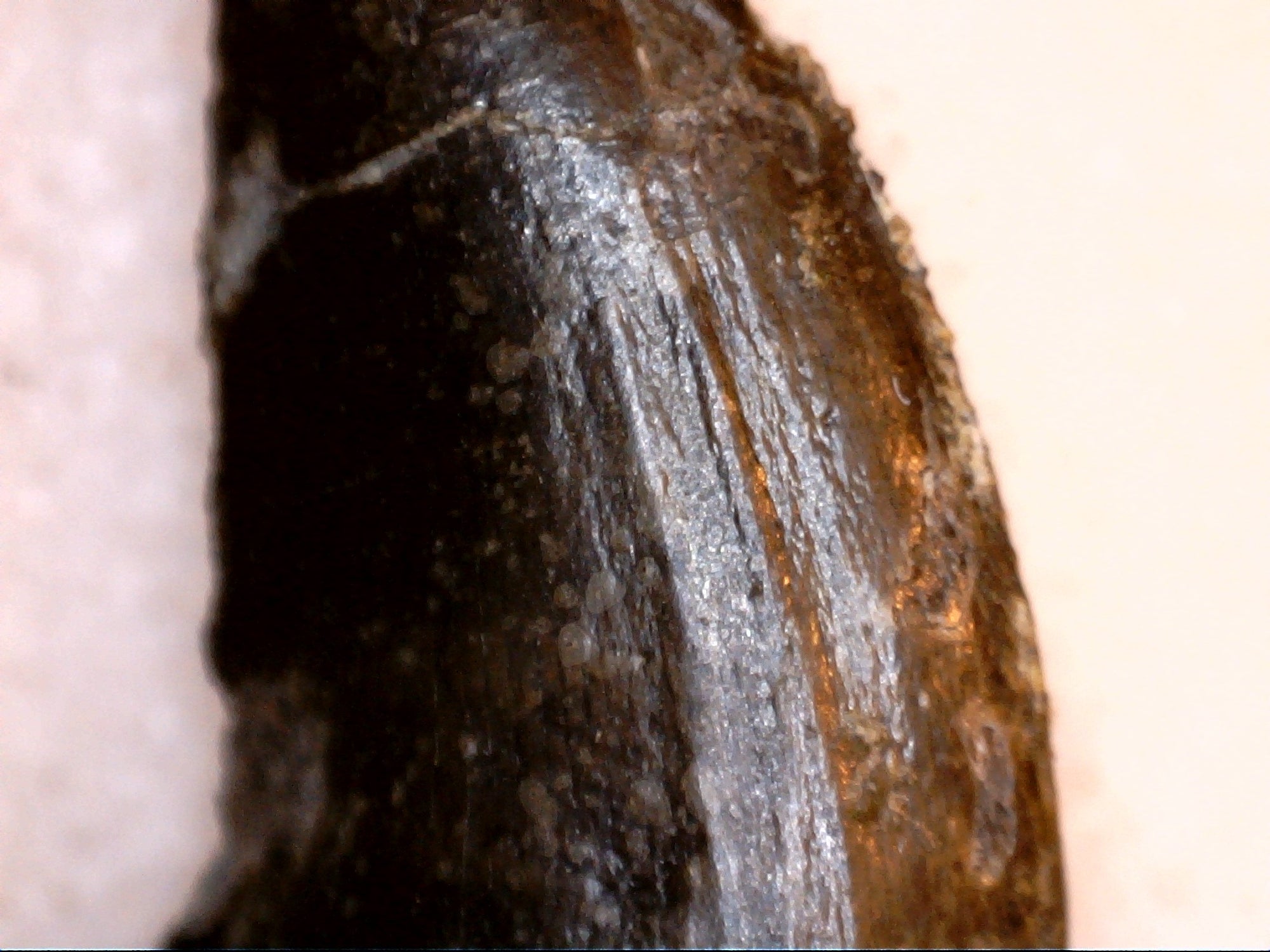 Ceratosaurus Tooth| The Daily Rex