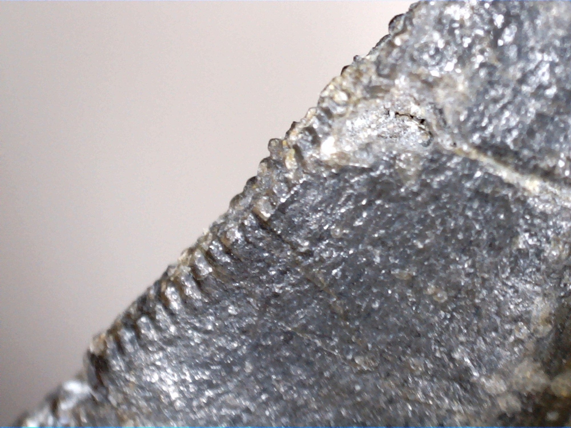 Ceratosaurus Tooth| The Daily Rex