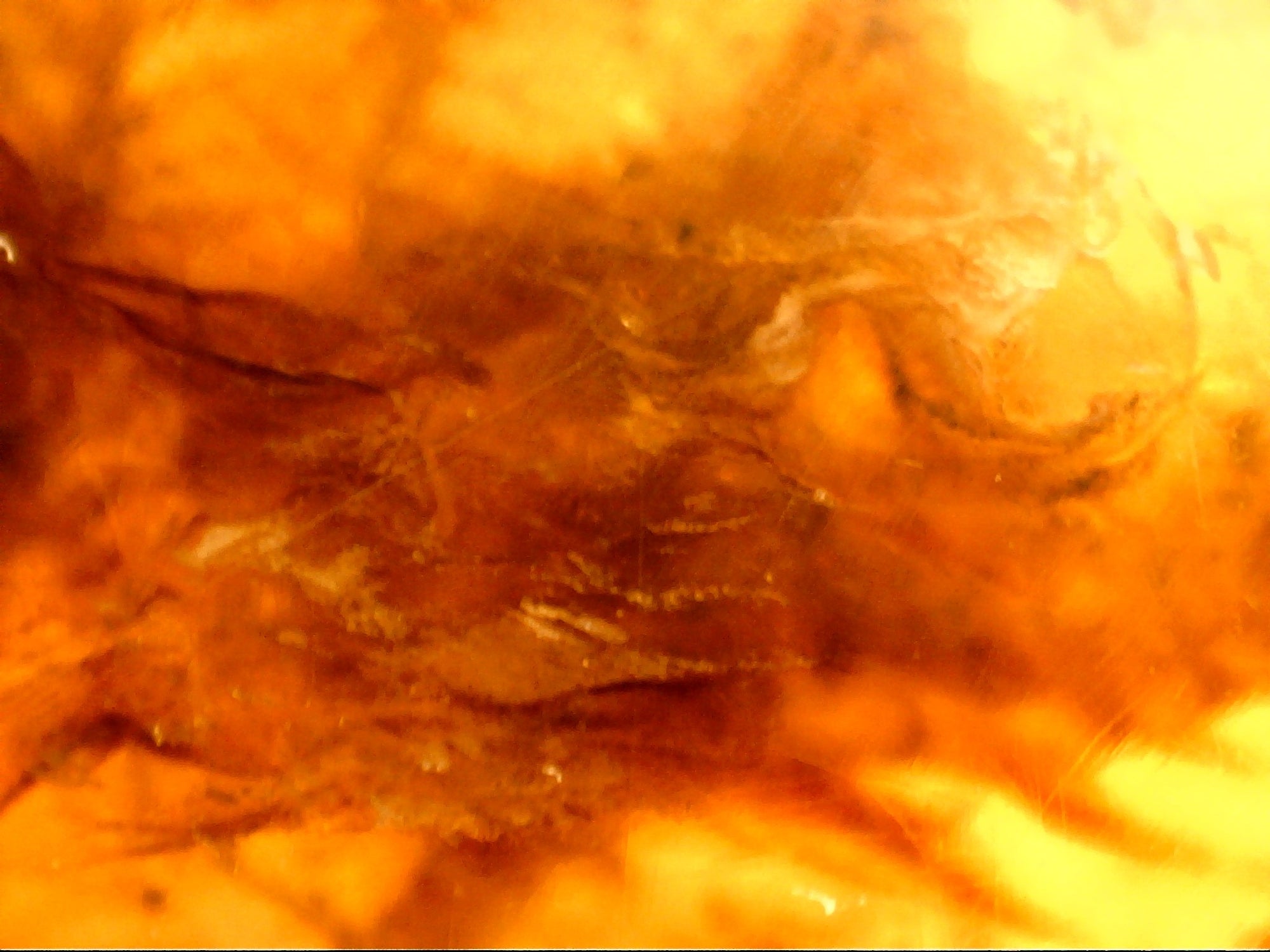 0.78" Amber with a mystery insect, another insect and lots of small pl ...