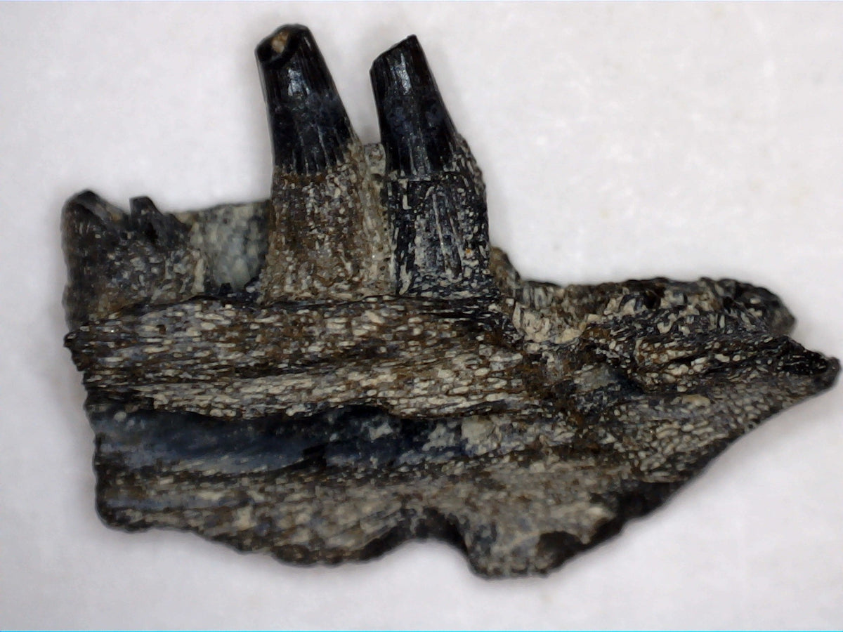 Cacops Jaw Section, Permian| The Daily Rex