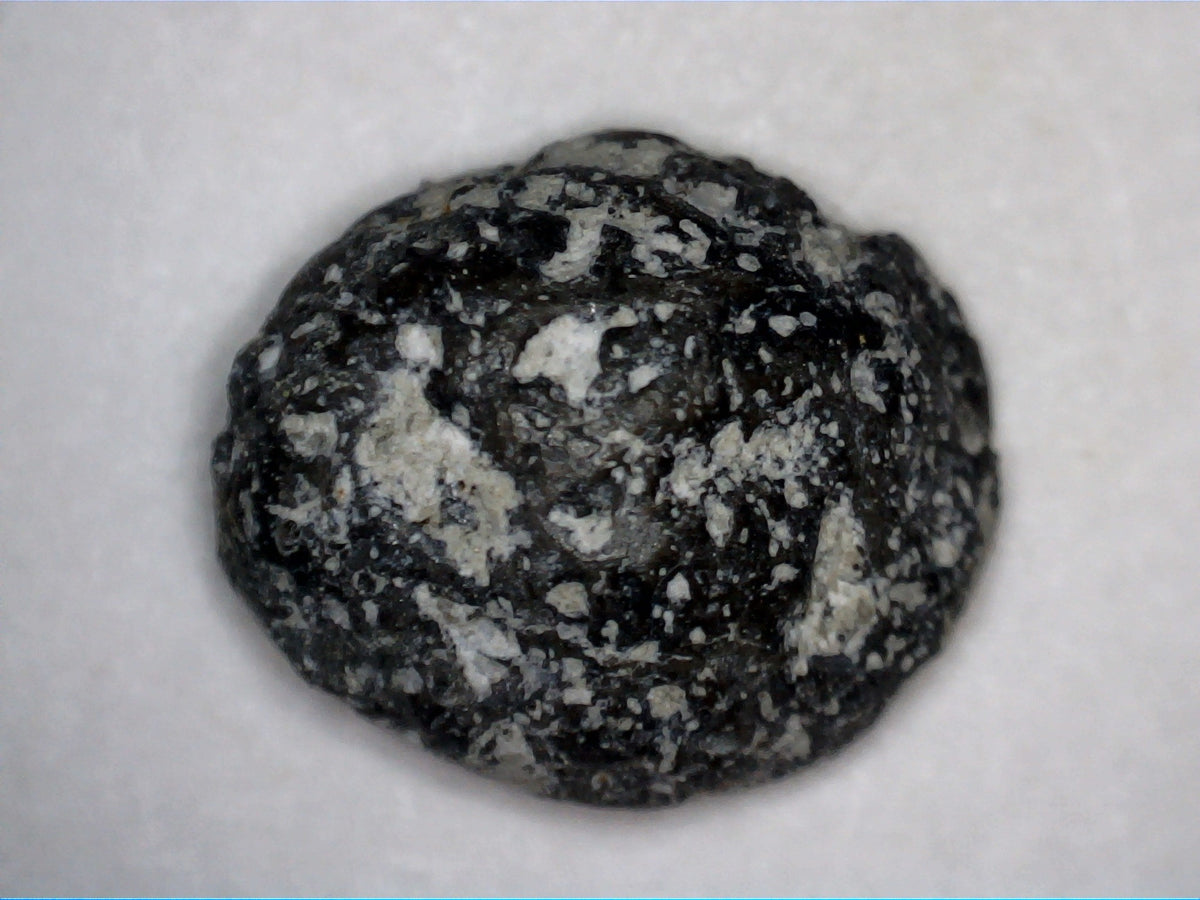 Stegosaurus Gular Scute (Neck Armor), Morrison Formation| The Daily Rex