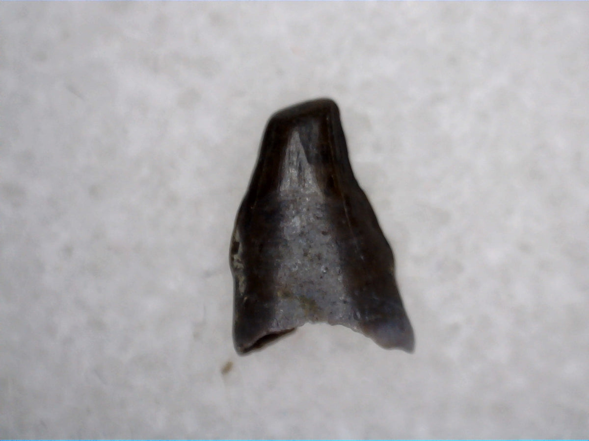 Avisaurus Tooth from the Hell Creek Formation| The Daily Rex