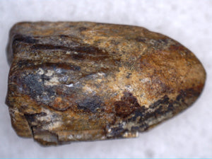 Alamosaurus sanjuanensis Tooth Tip, Ojo Alamo Formation – The Daily Rex