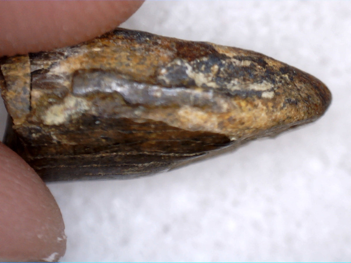 Alamosaurus sanjuanensis Tooth Tip, Ojo Alamo Formation| The Daily Rex