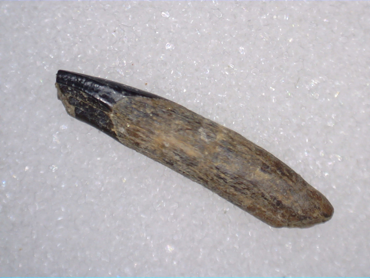 Mammal Tooth, Judith River Formation| The Daily Rex