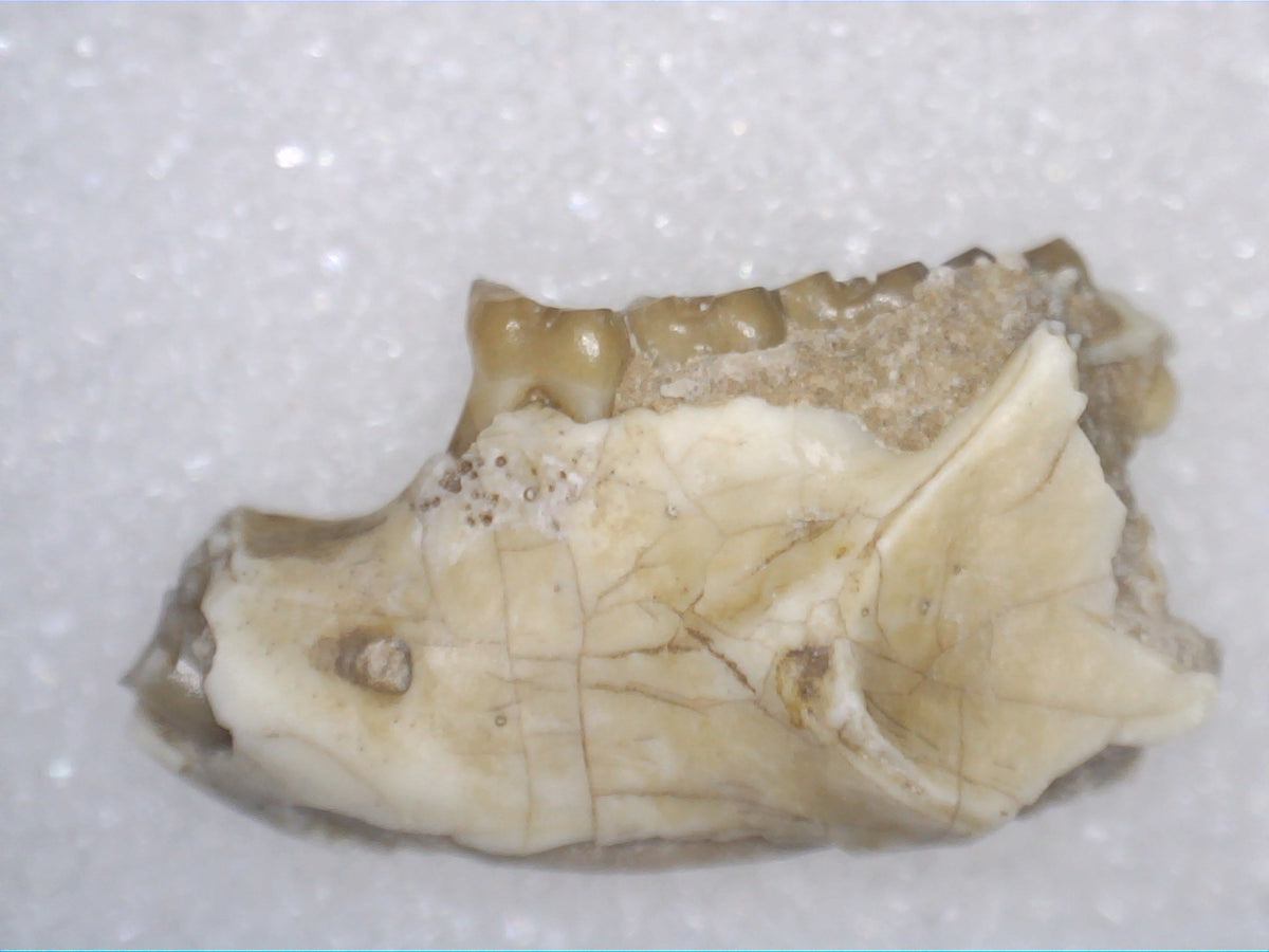 Eumys (Mouse Ancestor) Mammal Jaw Section with Teeth, Brule Formation ...