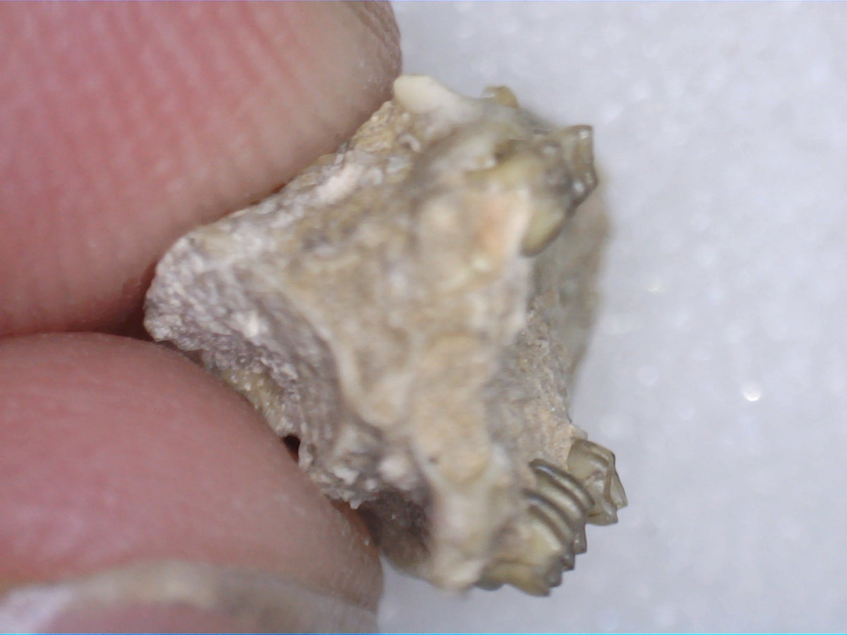 Eumys (Mouse Ancestor) Partial Mammal Skull with Teeth, Brule Formatio ...