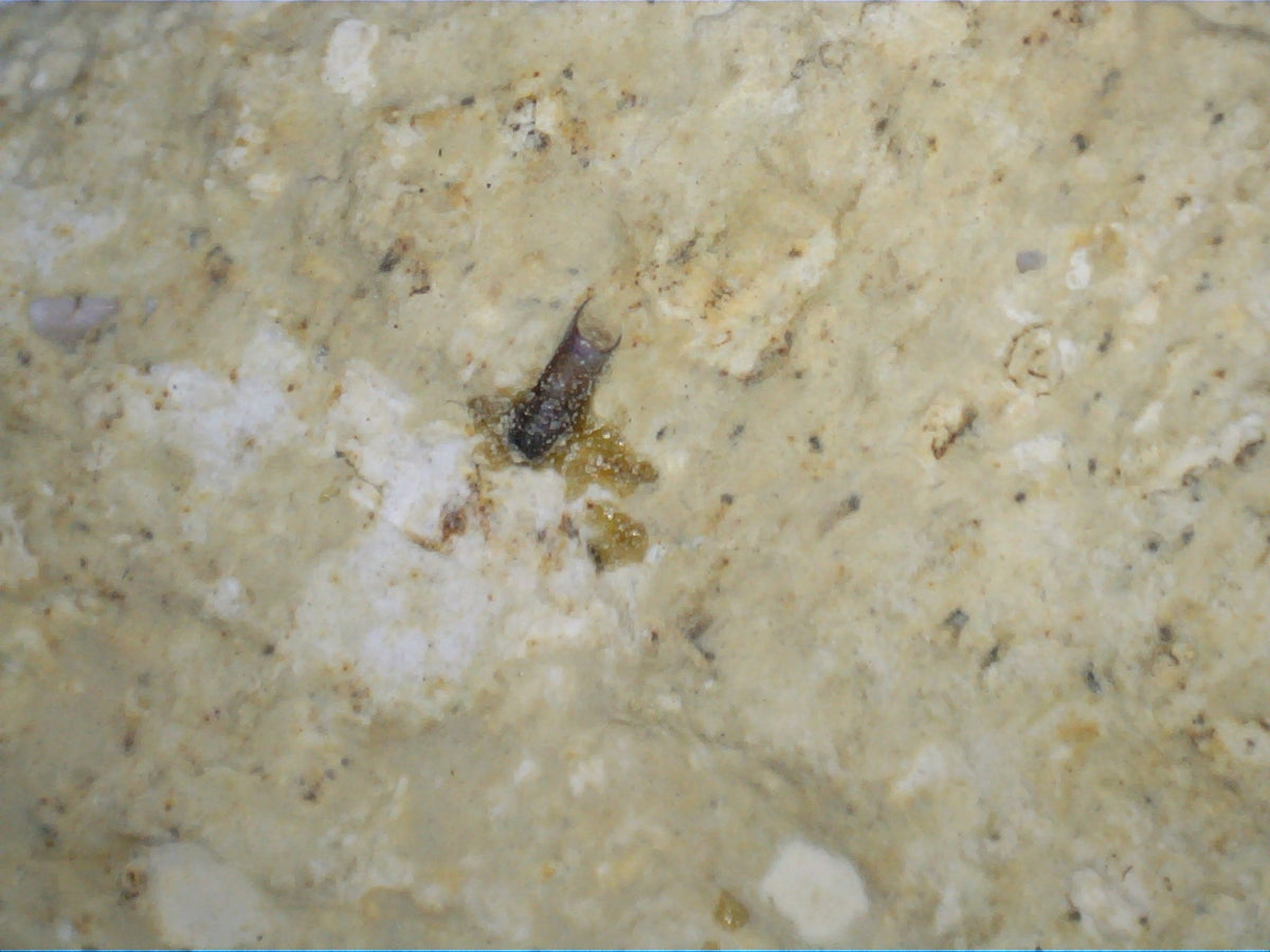 Nothosaurus Tooth, with 2 Other Micro Teeth| The Daily Rex