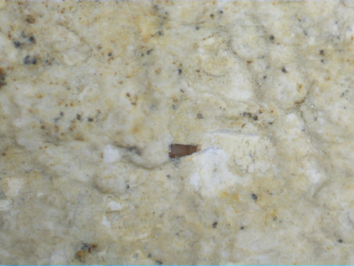 Nothosaurus Tooth, with 2 Other Micro Teeth| The Daily Rex