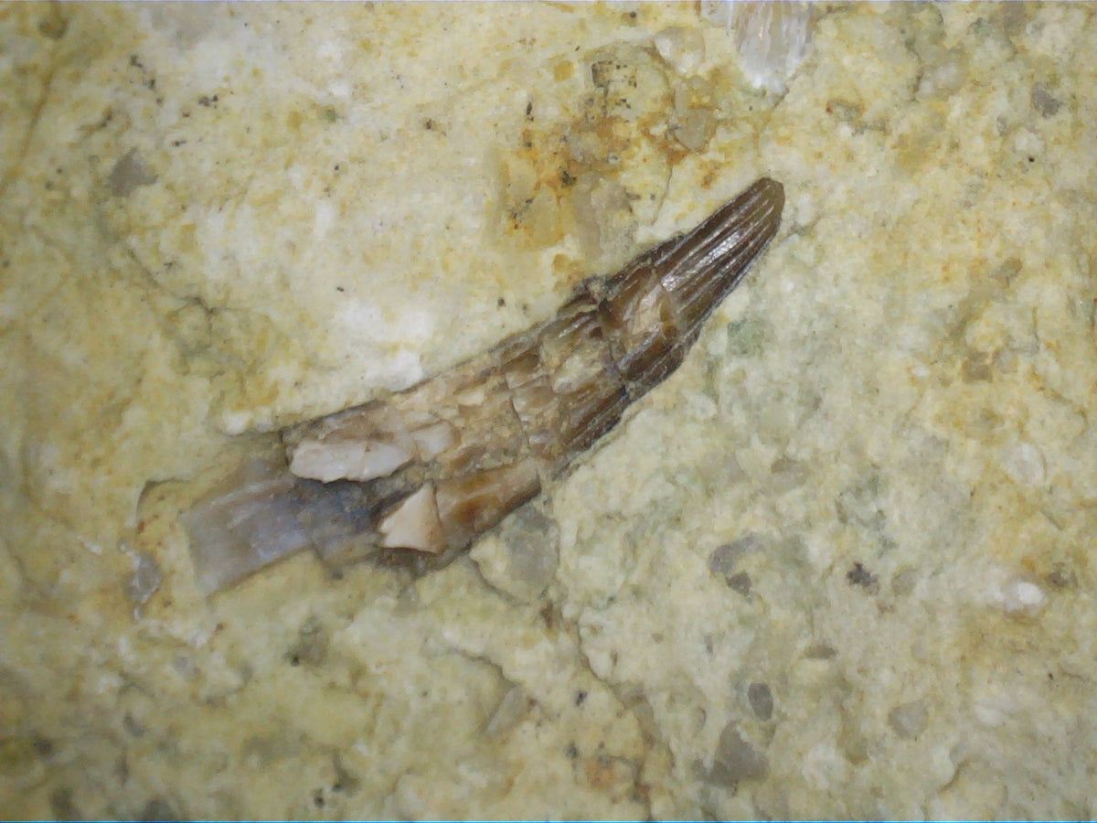 Nothosaurus Tooth| The Daily Rex