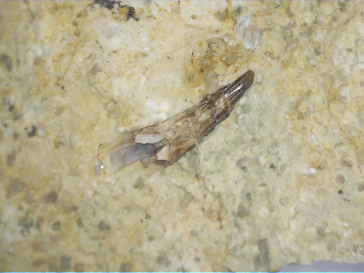 Nothosaurus Tooth| The Daily Rex