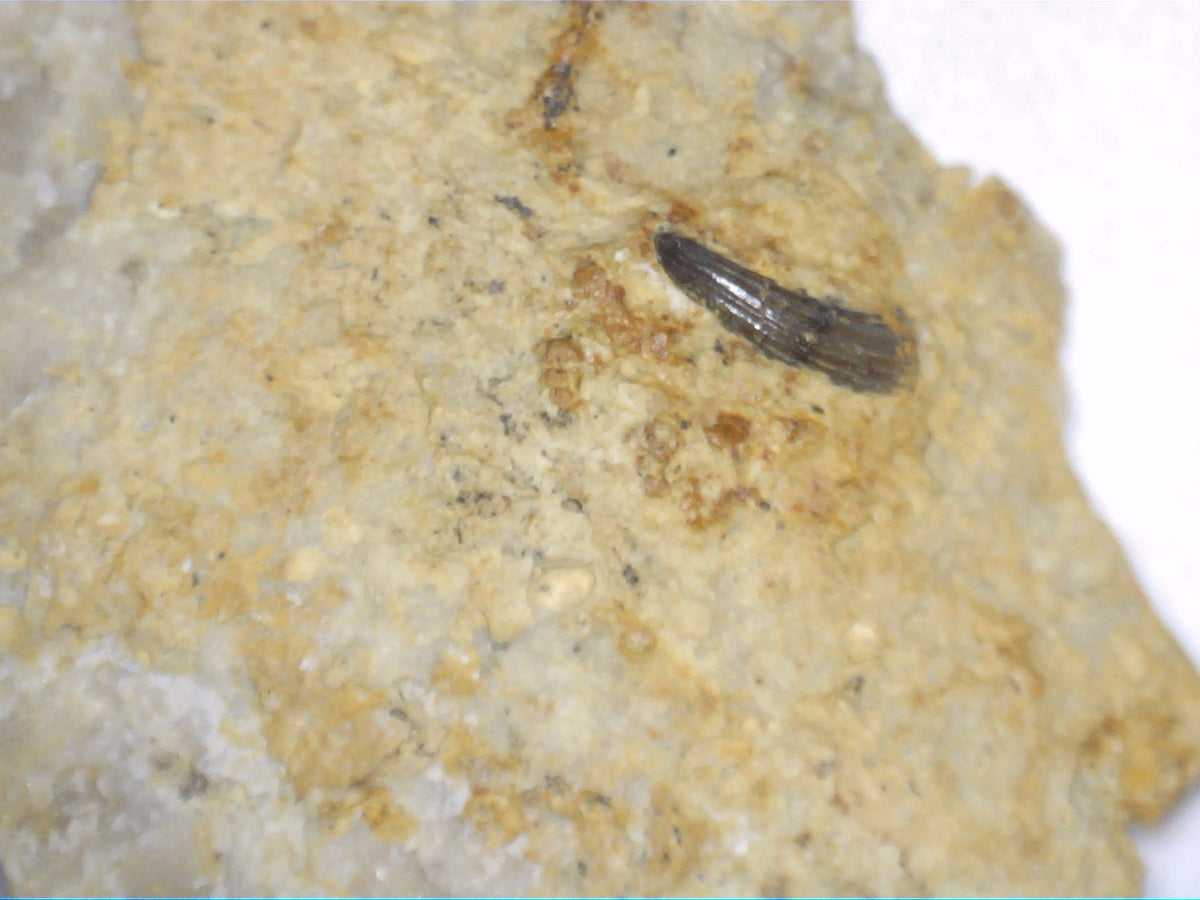 Nothosaurus Tooth| The Daily Rex