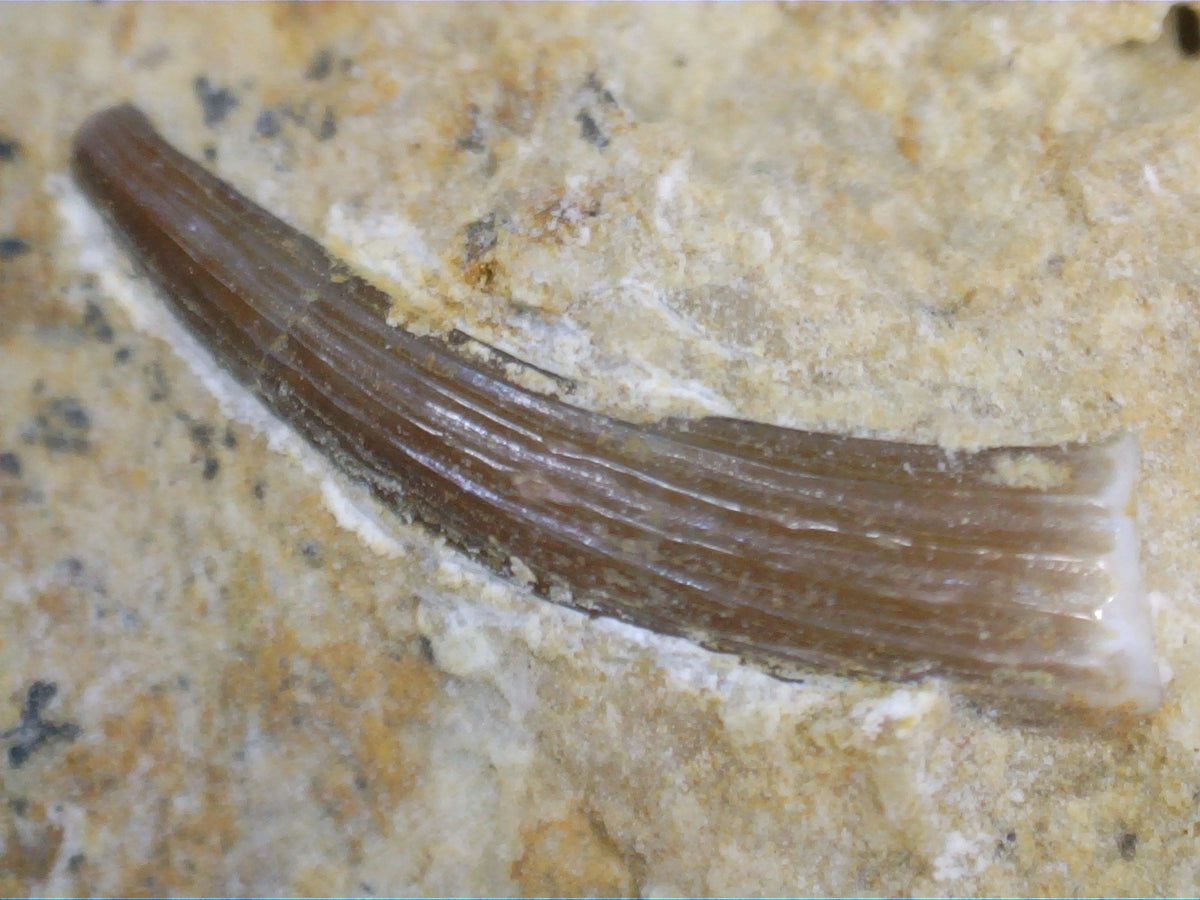 Nothosaurus Tooth| The Daily Rex