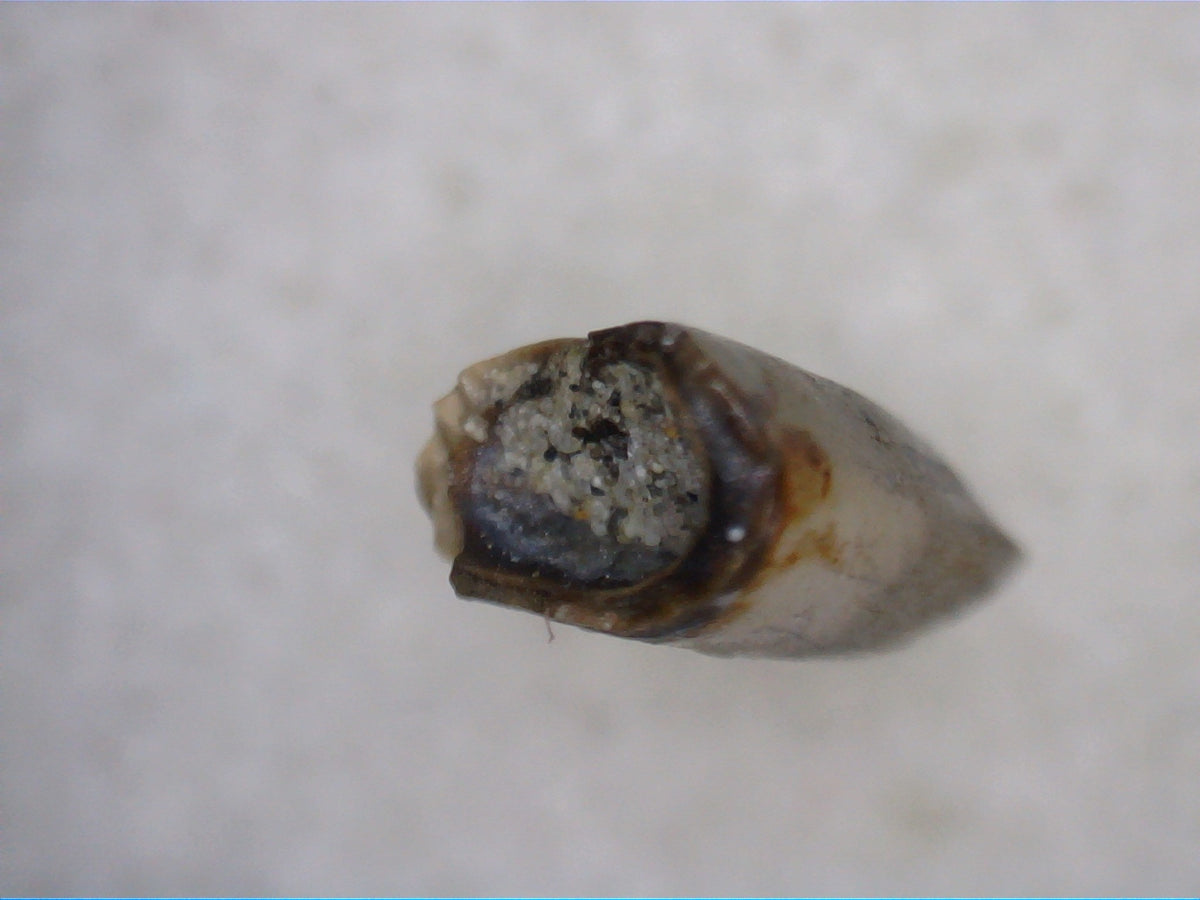 Tyrannosaurus Rex Baby Tooth| The Daily Rex