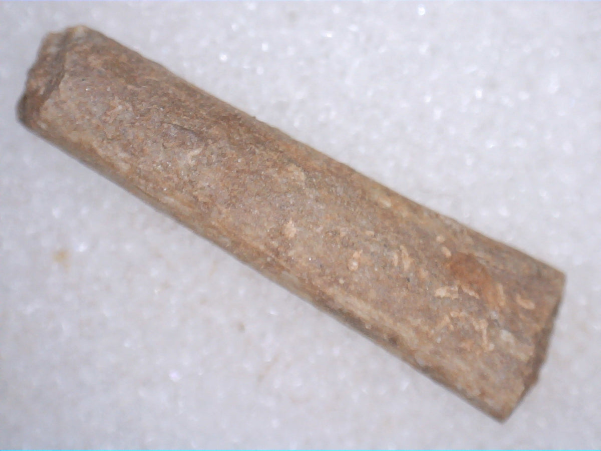 Tenontosaurus Tail Tendon, Cloverly Formation| The Daily Rex
