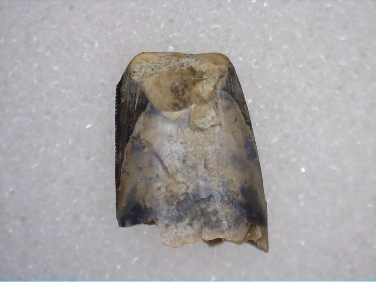 Richardoestesia Tooth from the Hell Creek Formation| The Daily Rex