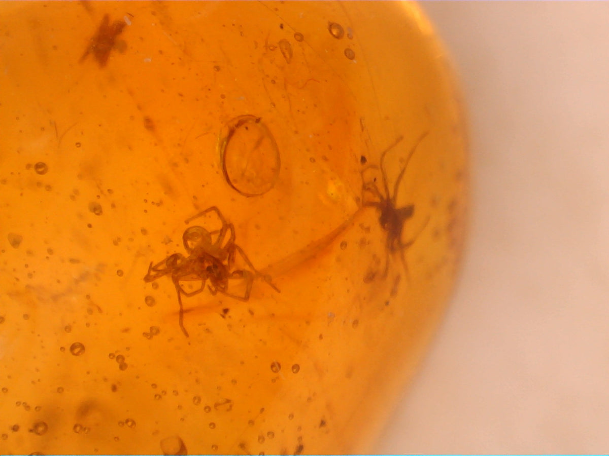 3 Spiders and Multiple Small Insects in Amber from the Dominican Repub ...