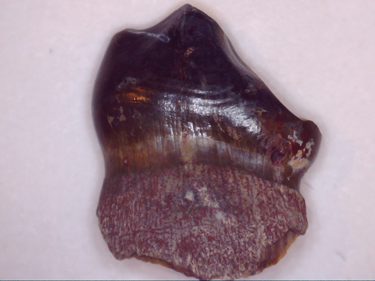 Exceptional Diadectes Tooth, Permian Texas Red Beds| The Daily Rex
