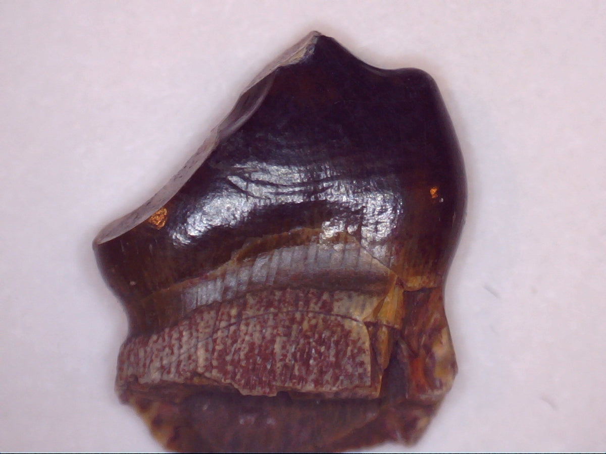 Exceptional Diadectes Tooth, Permian Texas Red Beds| The Daily Rex