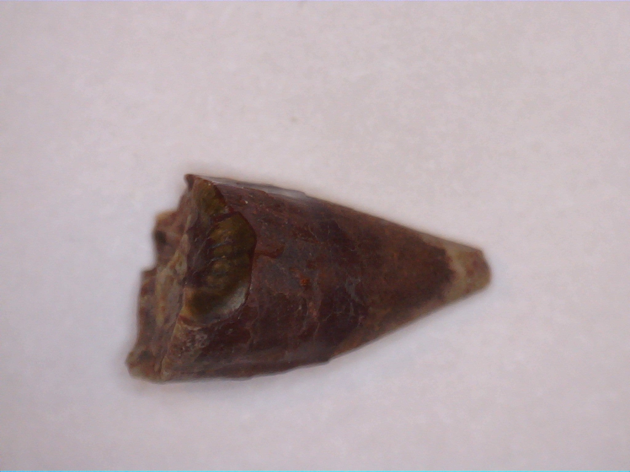 Eryops Tooth, Permian Texas Red Beds| The Daily Rex