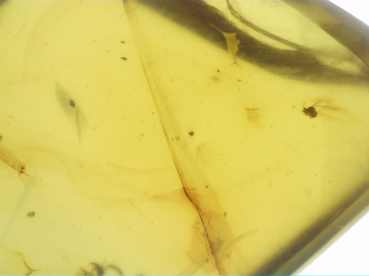 Tick in Amber from Burma. Middle Cretaceous, 99 Million Years Old| The ...