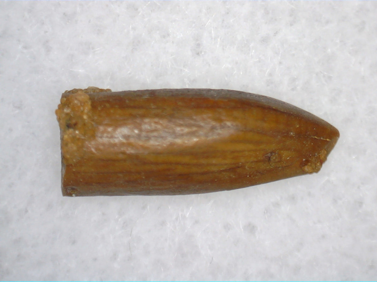 Juvenile Titanosaur (Sauropod) Tooth from Morocco| The Daily Rex