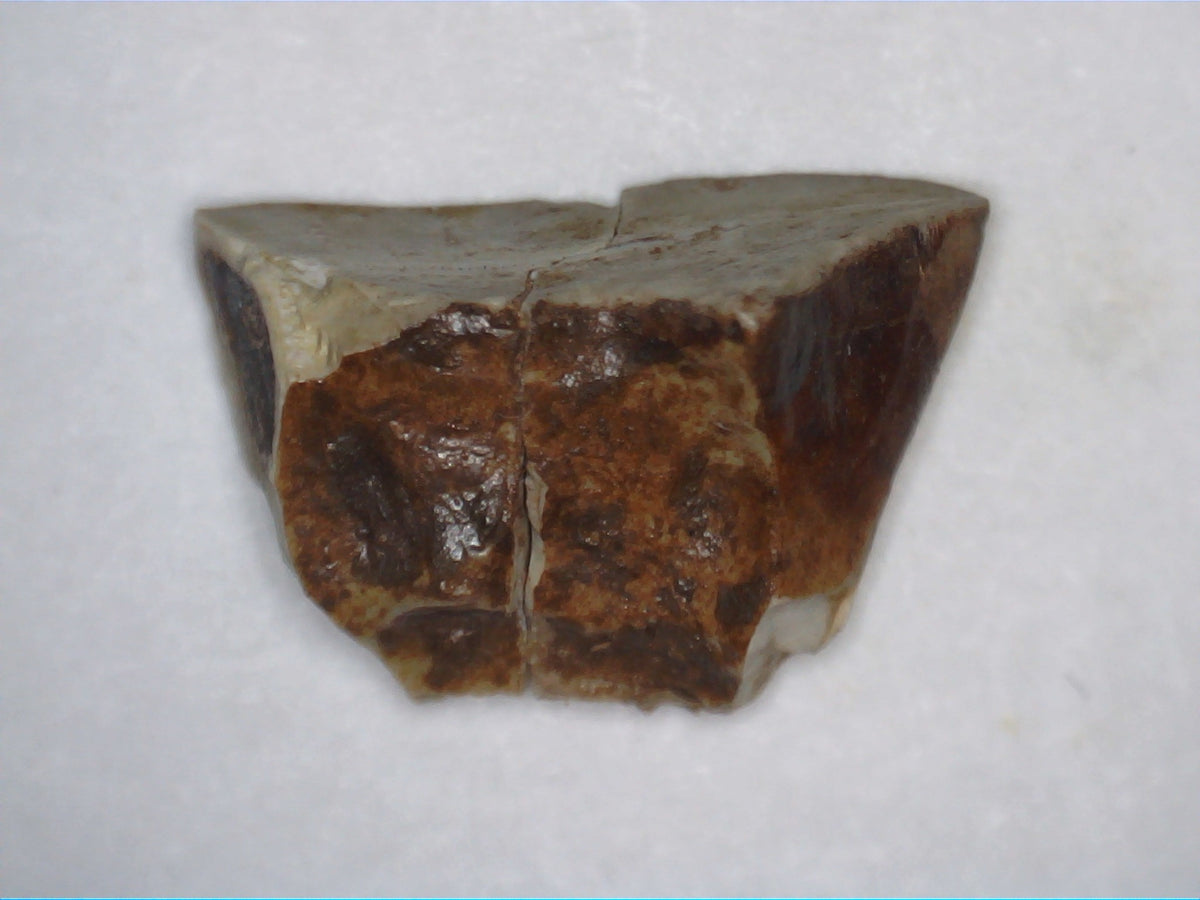 Tenontosaurus Tooth, Cloverly Formation| The Daily Rex