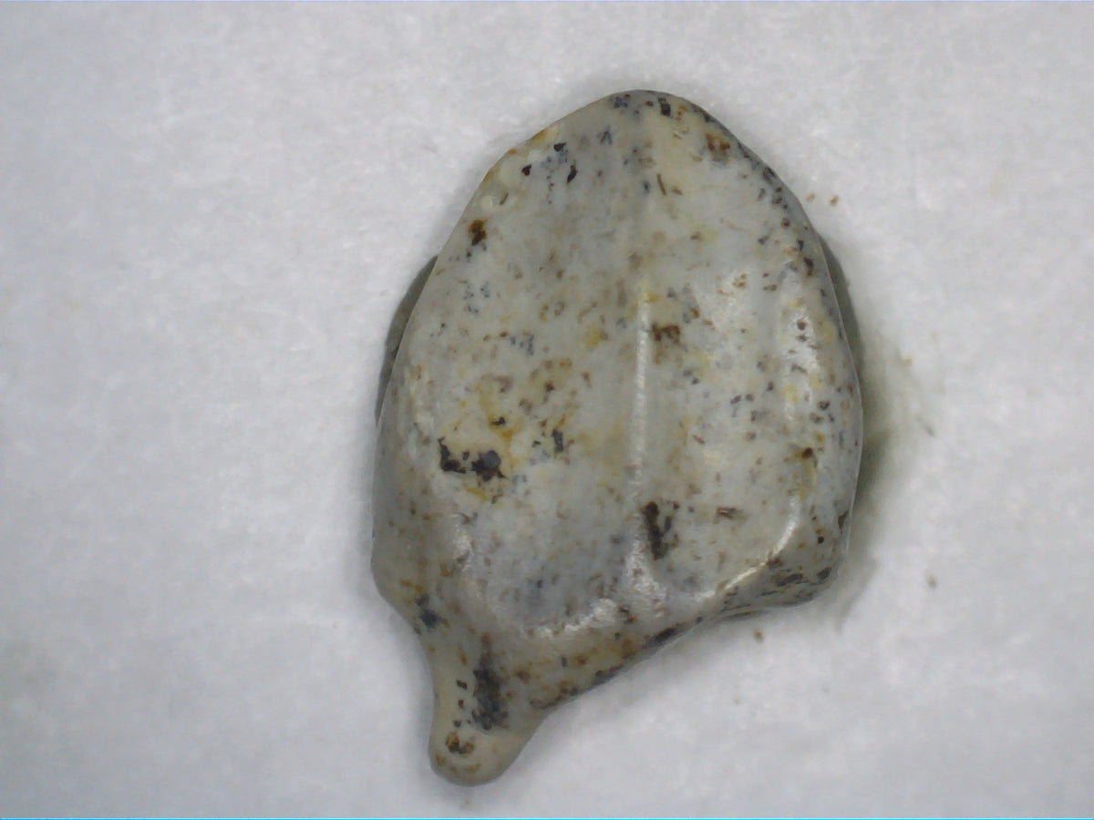 Cerasinops (?) Tooth, Judith River Formation| The Daily Rex