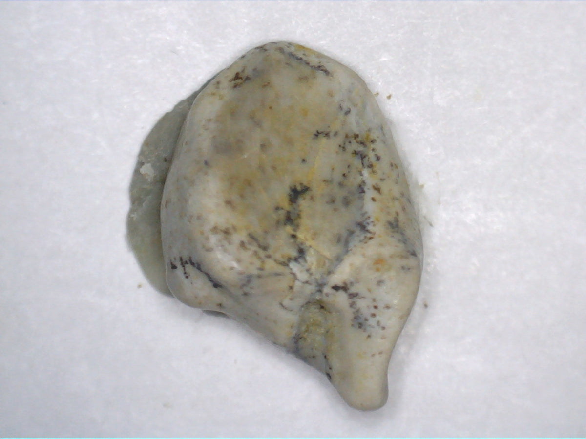 Cerasinops (?) Tooth, Judith River Formation| The Daily Rex