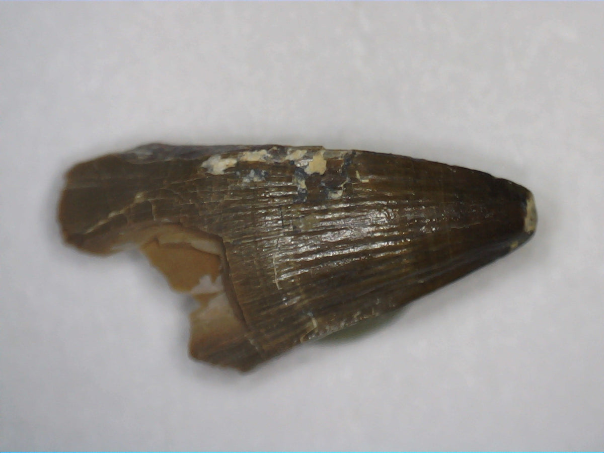 Short Necked Plesiosaur Tooth (Dolichorhynchops?), Kansas Chalk, Creta ...