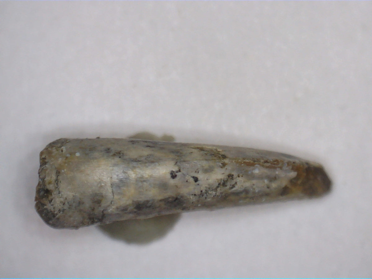 Megalosaurid Tooth from the Mid Jurassic, Madagascar| The Daily Rex