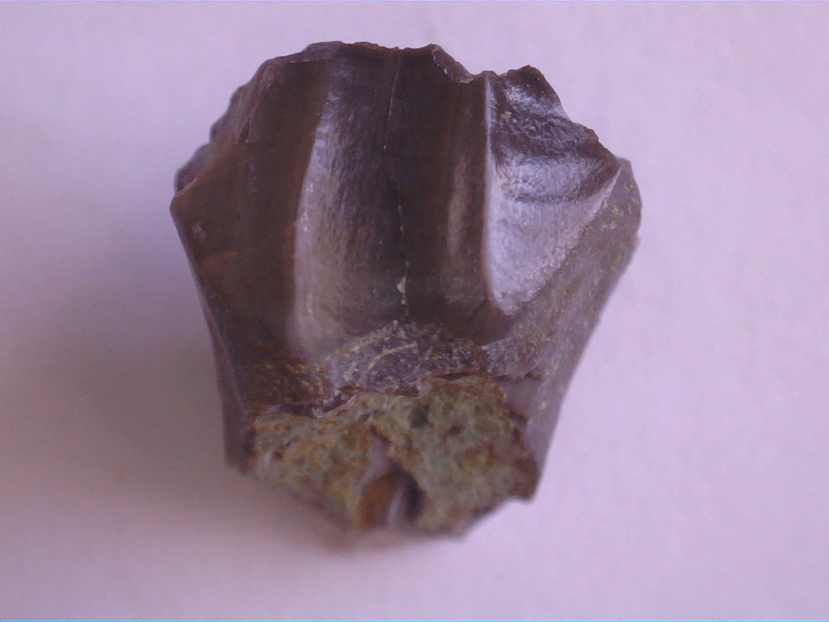 Dryosaurus Tooth, Morrison Formation| The Daily Rex