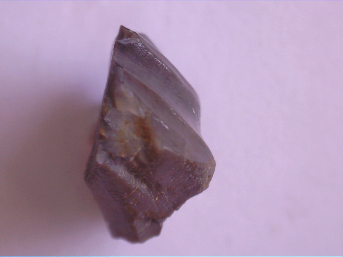 Dryosaurus Tooth, Morrison Formation| The Daily Rex